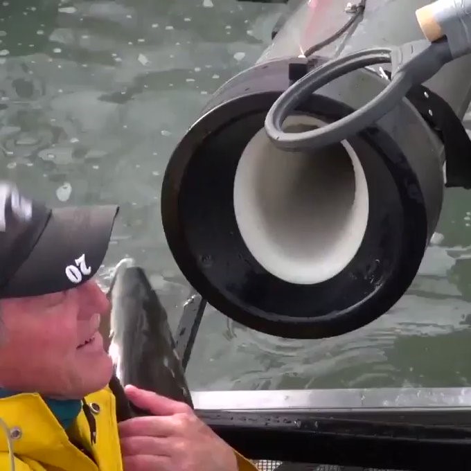 The Salmon Cannon Is Taking Everyone for a Joy Ride in a Very Efficient ...