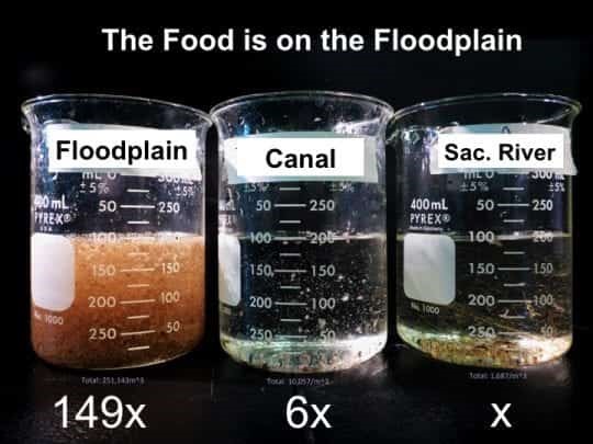 The Fish Food Story – Central Valley Flood Protection Board
