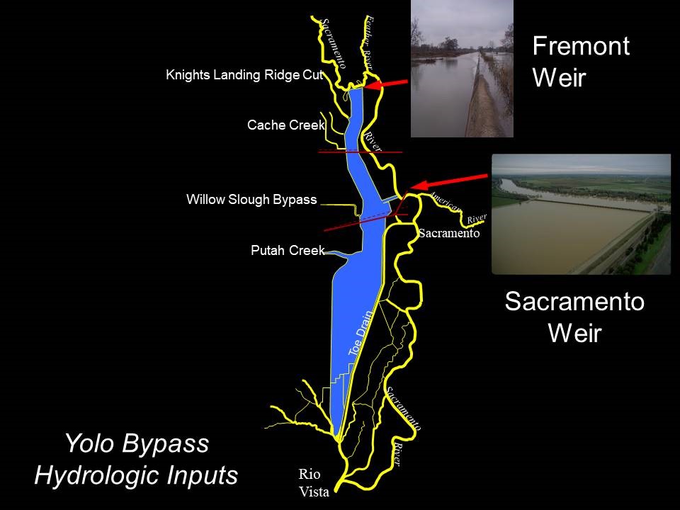 The critical role of the Yolo Bypass and its tributaries – Central ...
