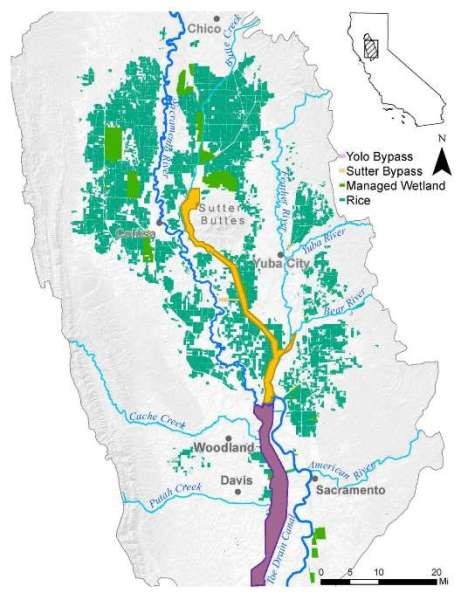 Bay-Delta Science Conference: Managed Floodplain Fish Food: Bringing ...