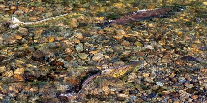 Reclamation completes salmonid habitat project on the American River ...