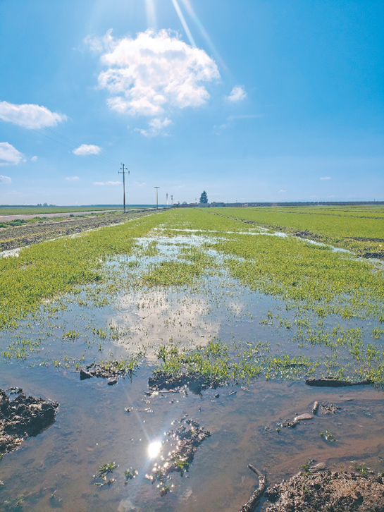 Floodwaters on Farms Help Boost Aquifers – Central Valley Flood ...
